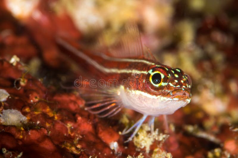 Striped triplefin stock photo. Image of marine, aquatic - 220891852
