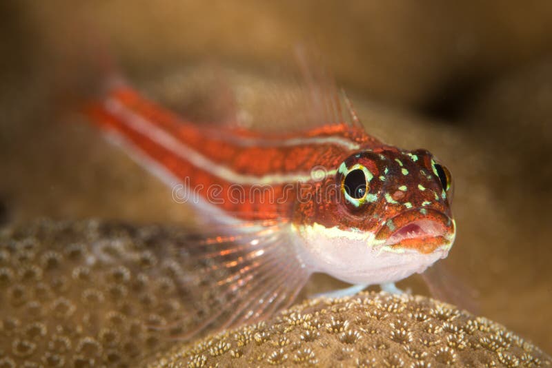 Striped Triplefin on a Reef Stock Photo - Image of helcogramma, galera ...