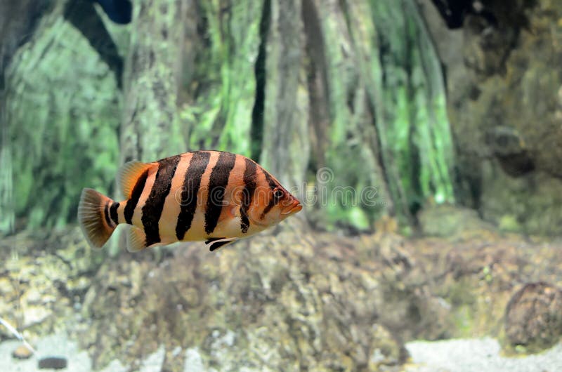 Striped tropical fish stock image. Image of closeup, deep - 24756979