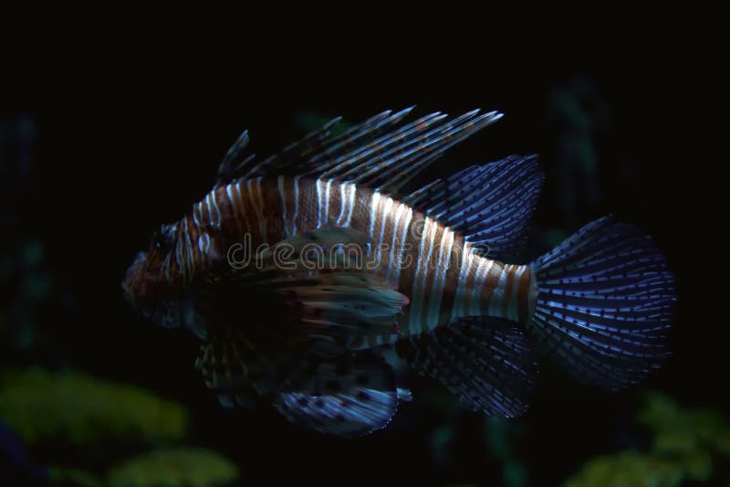 Striped tropical fish stock image. Image of undersea, detailed - 5039513