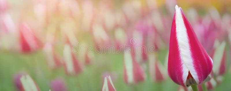 Red tulip banner stock photo. Image of isolated, colorful - 63193242