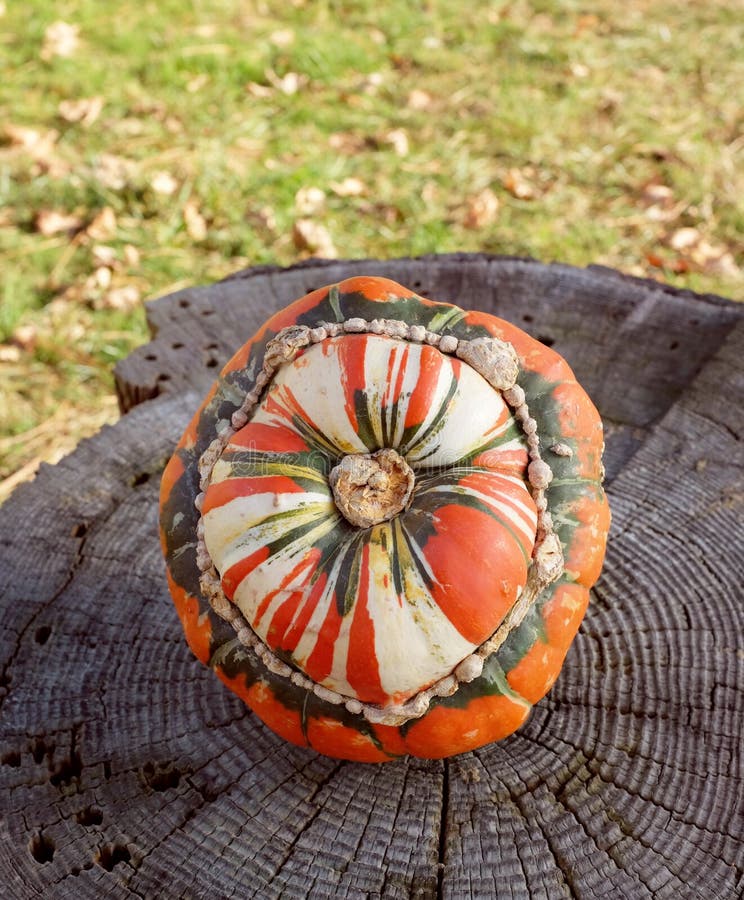 Striped Turks Turban Squash on a Rough Tree Stump Stock Photo - Image ...