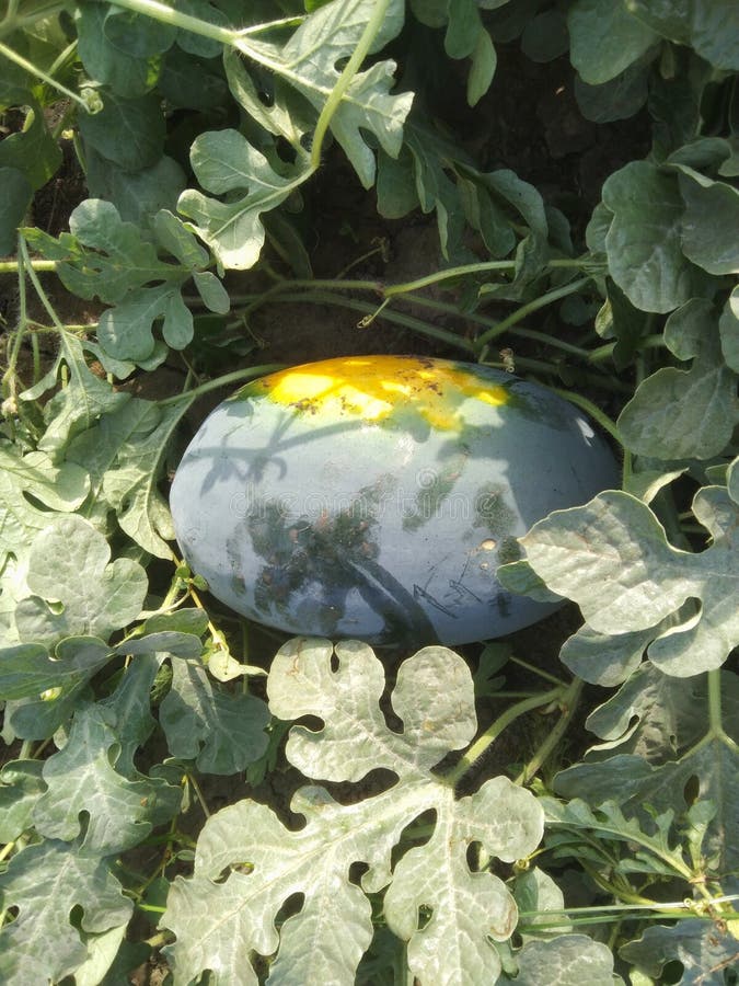 Striped Watermelon on the Field during Ripening Stock Photo - Image of ...