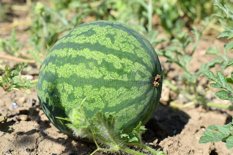 A Striped Watermelon Growing in the Field Stock Photo - Image of ...