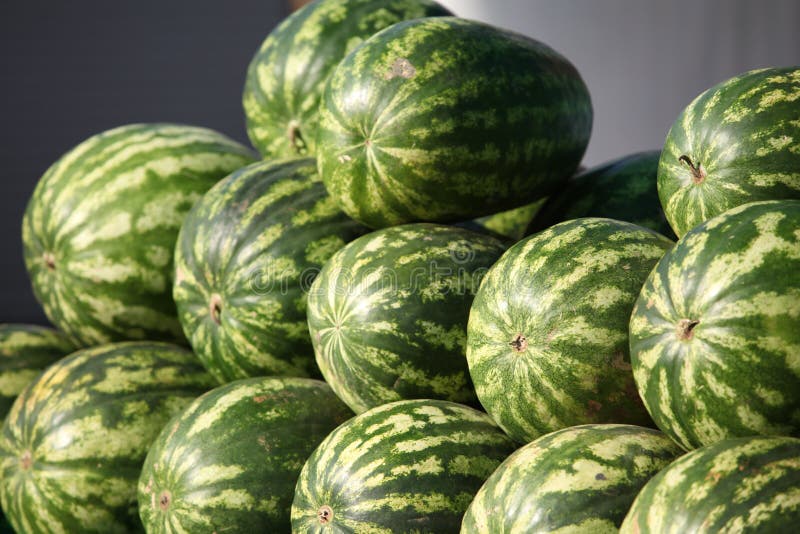 Striped watermelons stock photo. Image of pile, watermelons - 43875490