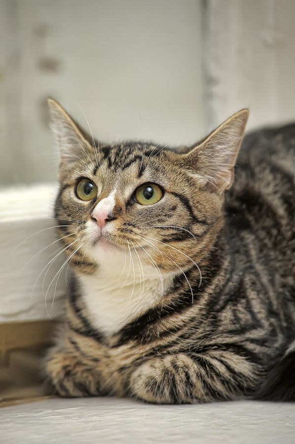 Striped With White Paws Cat Stock Photo - Image of animal, kitten ...