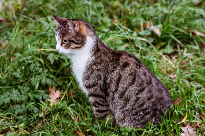 Striped young cat stock image. Image of cute, striped - 199477491