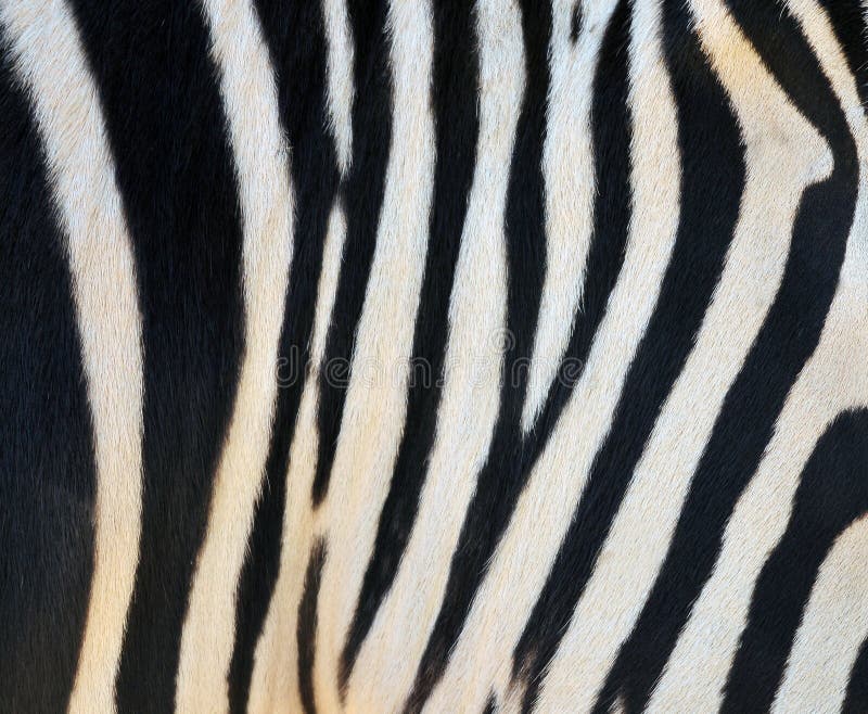 Zebra Strip. Zebra Stripes Pattern Texture Stock Image - Image of ...