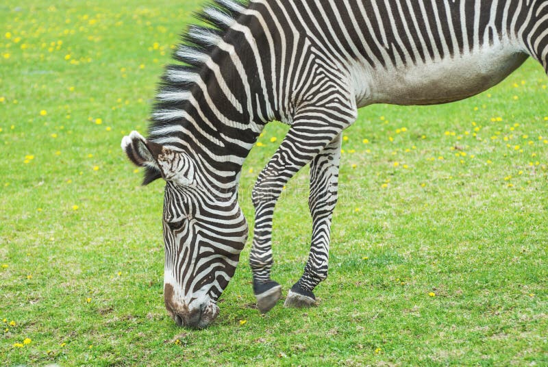 Striped zebra stock image. Image of green, serengeti - 39360465