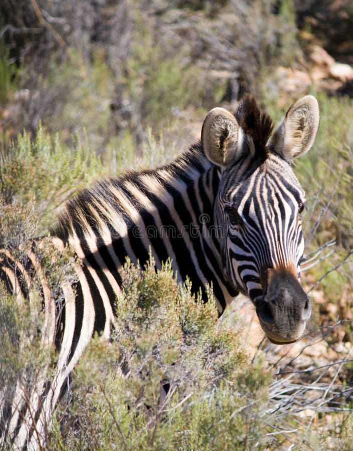 Striped Zebra stock photo. Image of striped, african - 39786330
