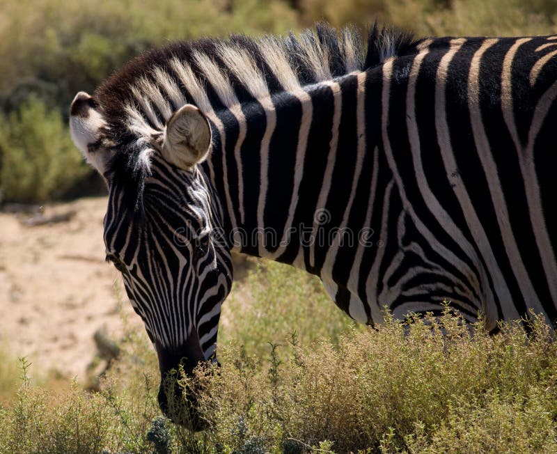 Striped Zebra stock photo. Image of mammal, africa, white - 39787136