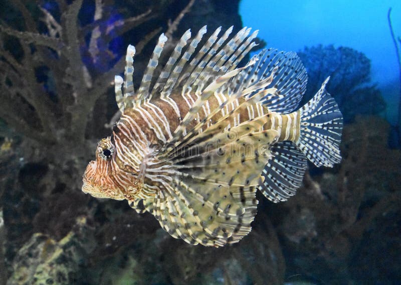 Striped Zebrafish Moving Along Under the Water Stock Photo - Image of ...