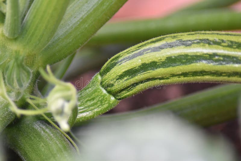 Striped Zucchini - detail stock photo. Image of closeup - 269589458