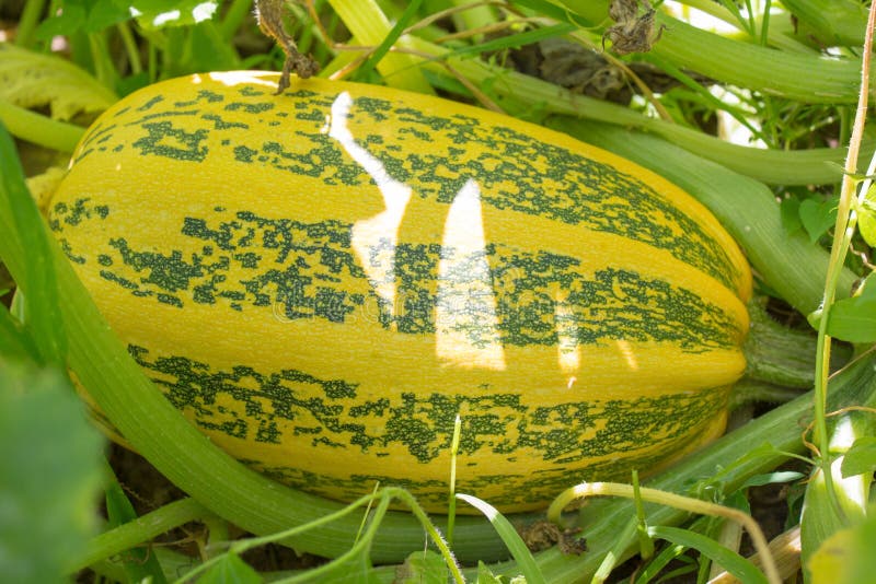 Striped zucchini stock photo. Image of summer, ingredient - 58425656