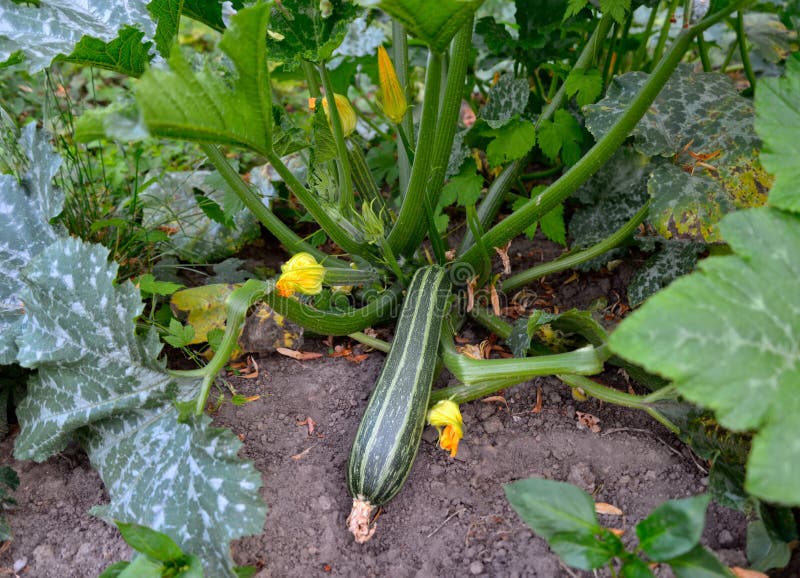 Striped zucchini in growth stock photo. Image of agriculture - 96756346