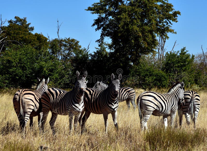 Zebra Fingerprint Icon Stock Photos - Free & Royalty-Free Stock Photos ...