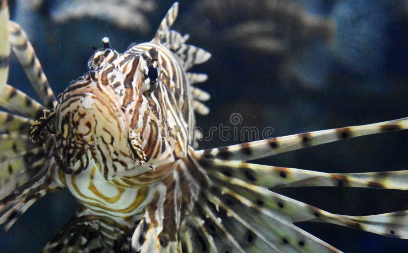 Stripes Galore on this Butterfly Cod Up Close Stock Photo - Image of ...