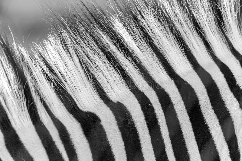 Skin of zebra stock photo. Image of black, africa, skin - 3574772