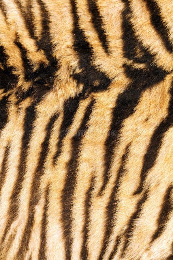 Stripes on tiger back stock image. Image of ornate, abstract - 41114223