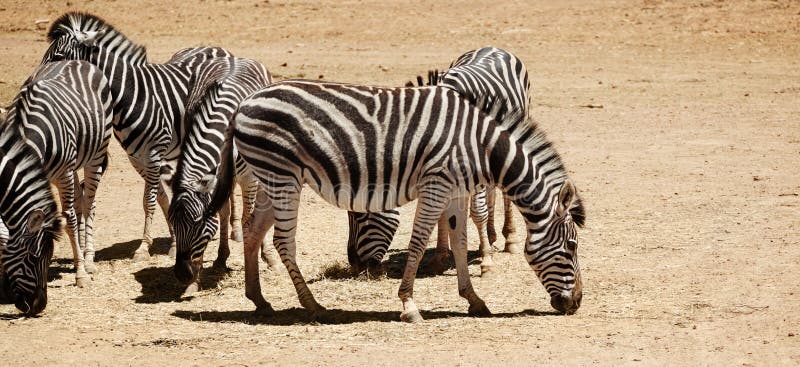 Stripes Unique As Fingerprints. Zebras on the Plains of Africa. Stock ...