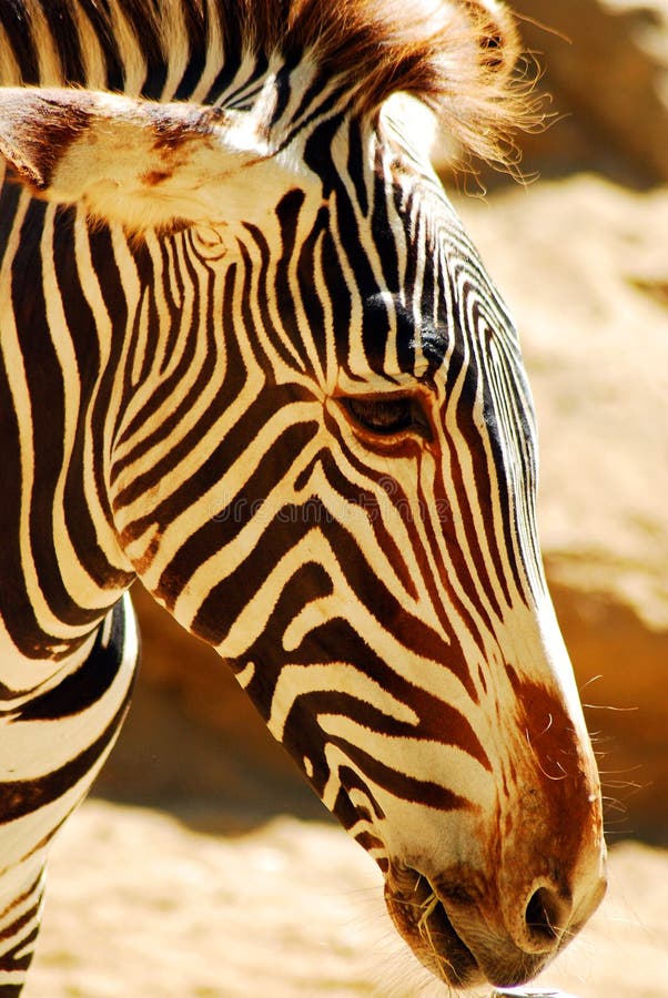 Zebra Brainrot Pics Stock Photos - Free & Royalty-Free Stock Photos ...