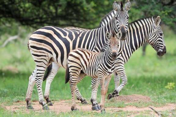 Stripey family stock image. Image of grass, stripey - 344052601