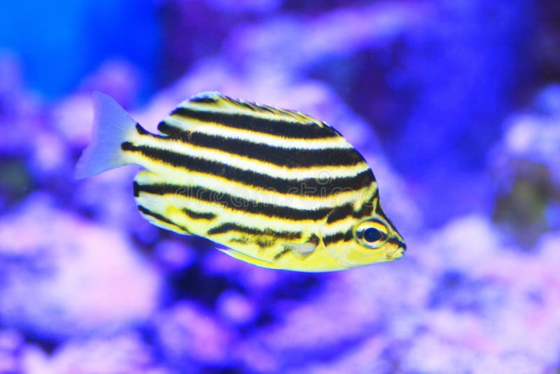 Stripey fish stock photo. Image of ryukyu, stripe, wildlife - 38278160