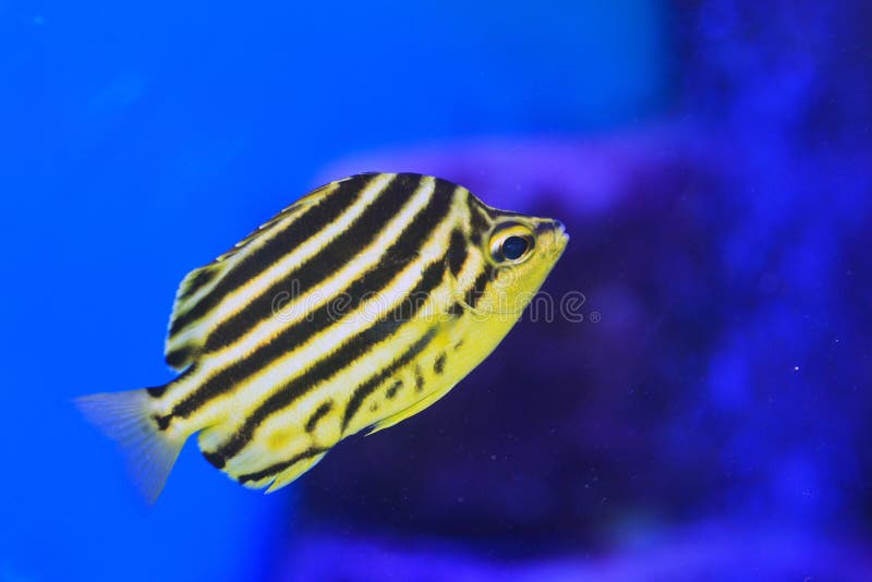 Stripey fish stock photo. Image of ryukyu, pomacanthidae - 38278888
