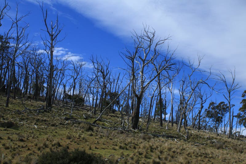Stripped Bare stock photo. Image of kill, australia, dead - 46358186