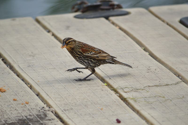 Stripped bird eating bread stock image. Image of crumbs - 71385331