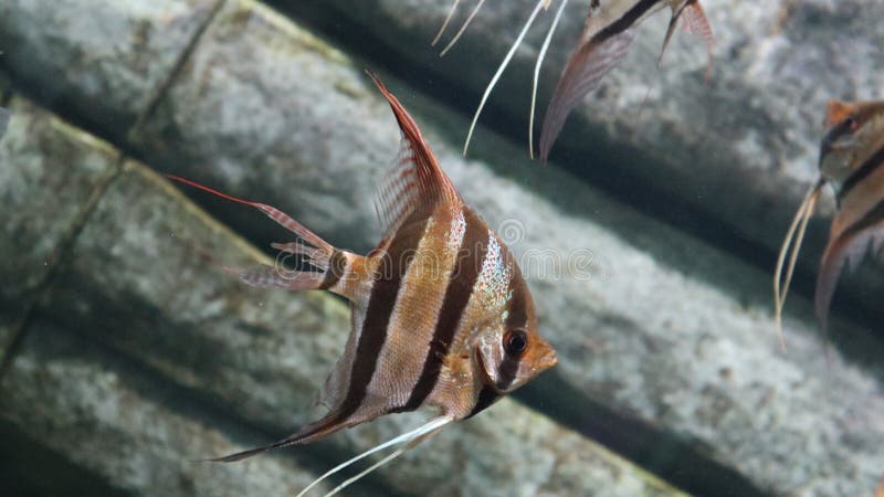 Stripped Brown Fish Fish in the Aquarium Stock Photo - Image of posing ...