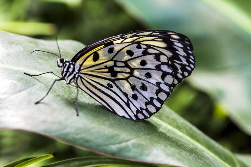 The Stripped Butterfly, Selective Focus Stock Photo - Image of macro ...