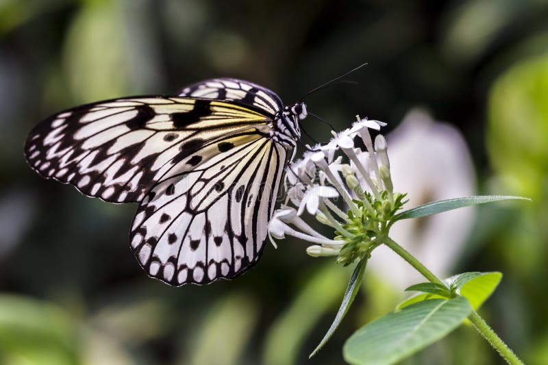 The Stripped Butterfly, Selective Focus Stock Photo - Image of wings ...
