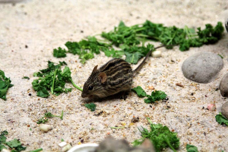 Stripped grass mouse stock photo. Image of covered, wildlife - 73147174