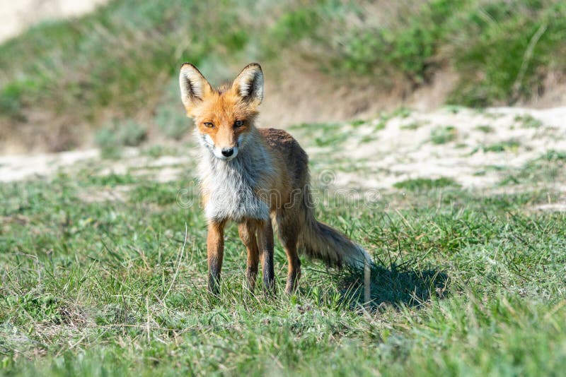 Stripped and Hungry Fox in the Meadow Stock Photo - Image of mammal ...
