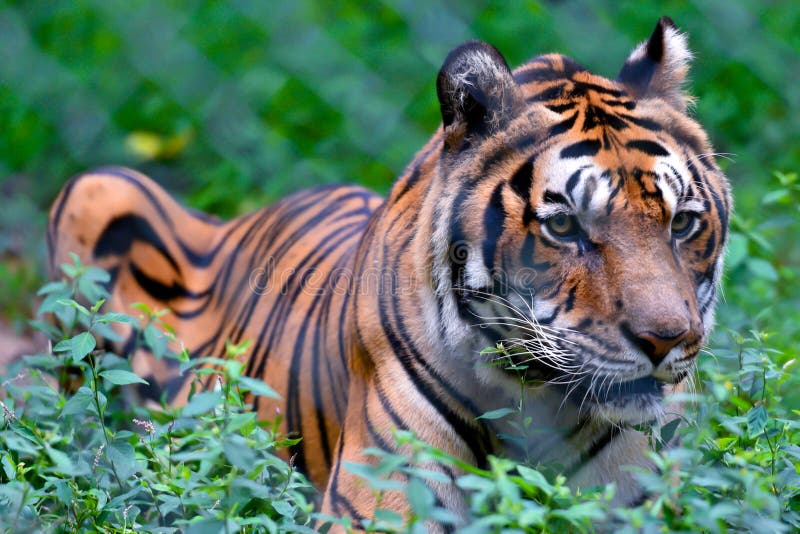 985 Scary Tiger Stock Photos - Free & Royalty-Free Stock Photos from ...