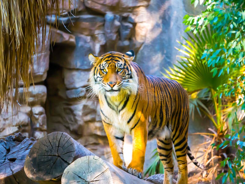 985 Scary Tiger Stock Photos - Free & Royalty-Free Stock Photos from ...