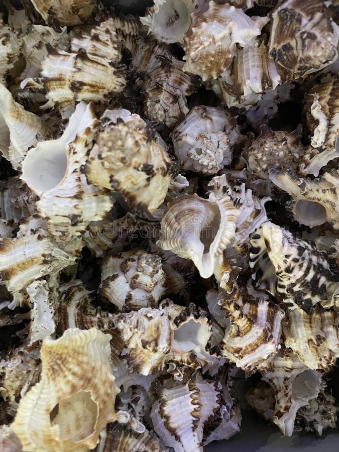 Stripedshell Stock Photos - Free & Royalty-Free Stock Photos from ...