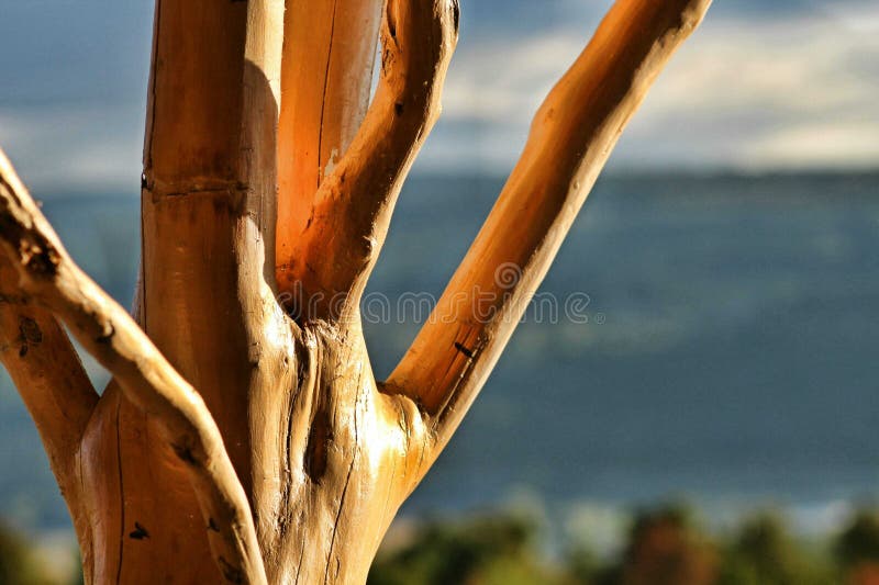 Stripped Tree editorial stock photo. Image of tree, mountain - 127838198