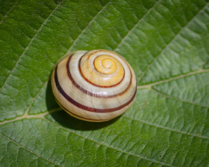 Shell of Snail Lying on Green Leaf Stock Photo - Image of macro, shell ...