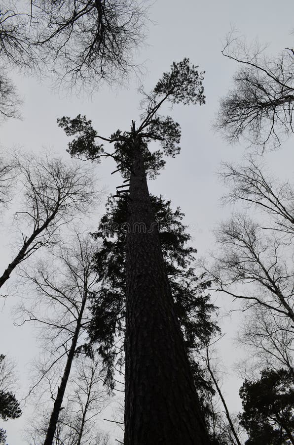 The greatness of the tree. stock photo. Image of nature - 235443660