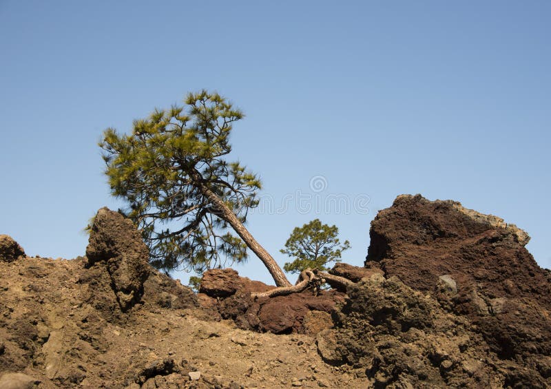 Striving for survival stock image. Image of struggle - 38758111