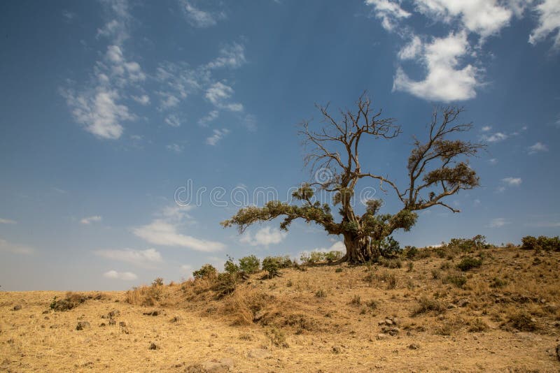 Striving to survive stock image. Image of branches, cloud - 29590725