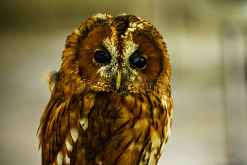 Strix Aluco or Common Tawny Owl, Red Phase, is a Medium-sized Bird of ...