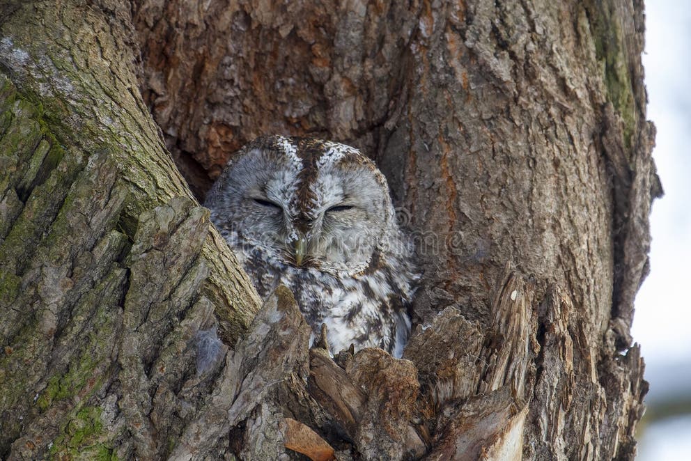 Strix aluco stock photo. Image of strix, bird, animal - 266846208