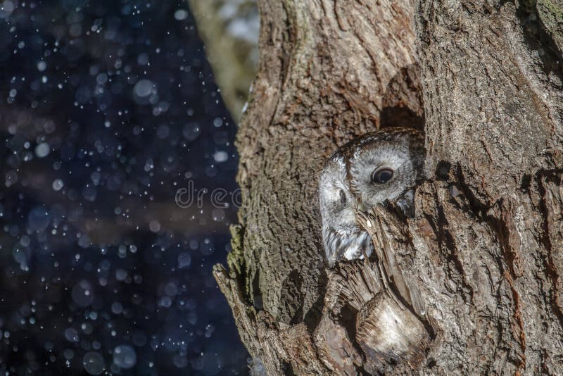 Strix aluco stock image. Image of winter, wood, beautiful - 266846157