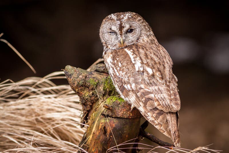 Strix stock image. Image of nature, predator, beak, wild - 97362427