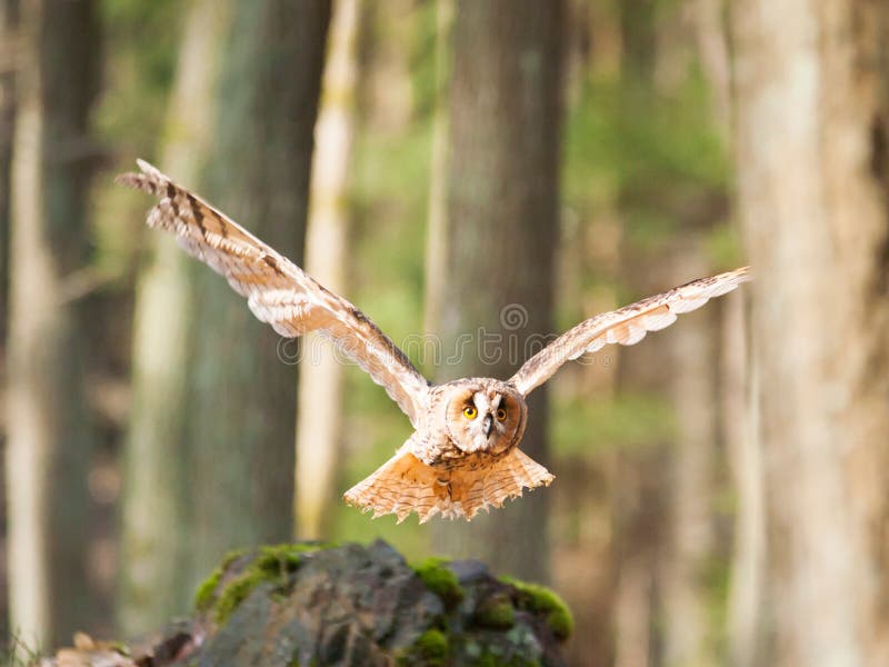 Strix Otus Fly through Forest - Long-eared Owl Stock Photo - Image of ...