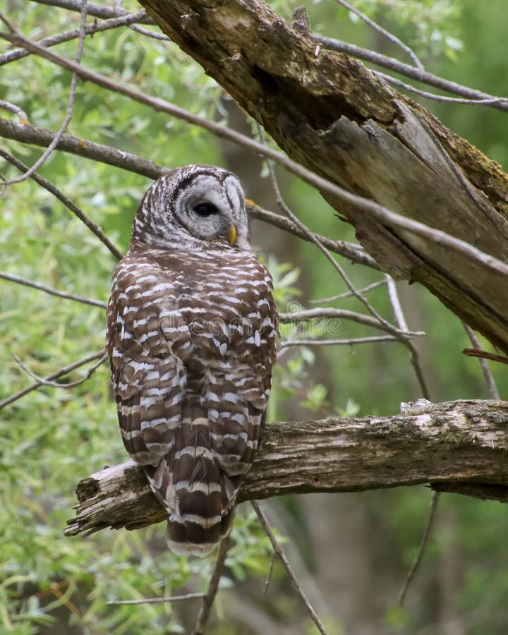 Barred Owl Perched on Branch Looking Back Over Right Shoulder Stock ...