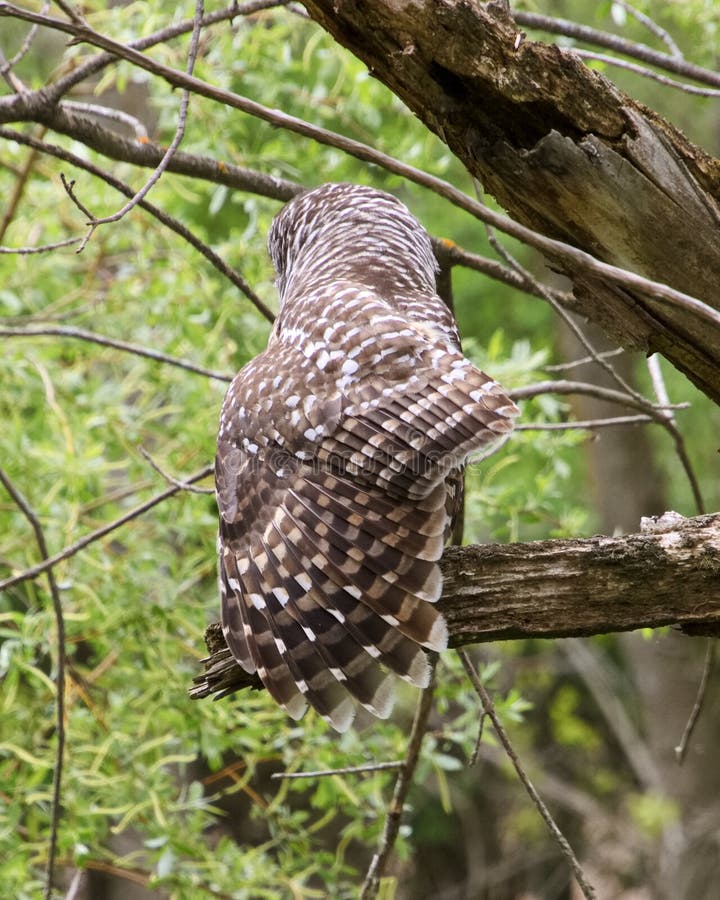 Barred Owl Back View Stretching Left Wing Stock Image - Image of strix ...
